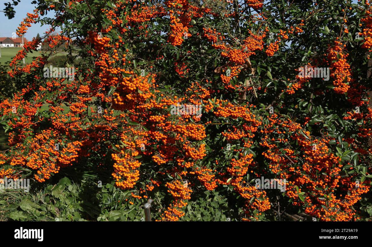 Firethorn (Pyracantha) bush with ripe berries in the garden, Allgaeu ...