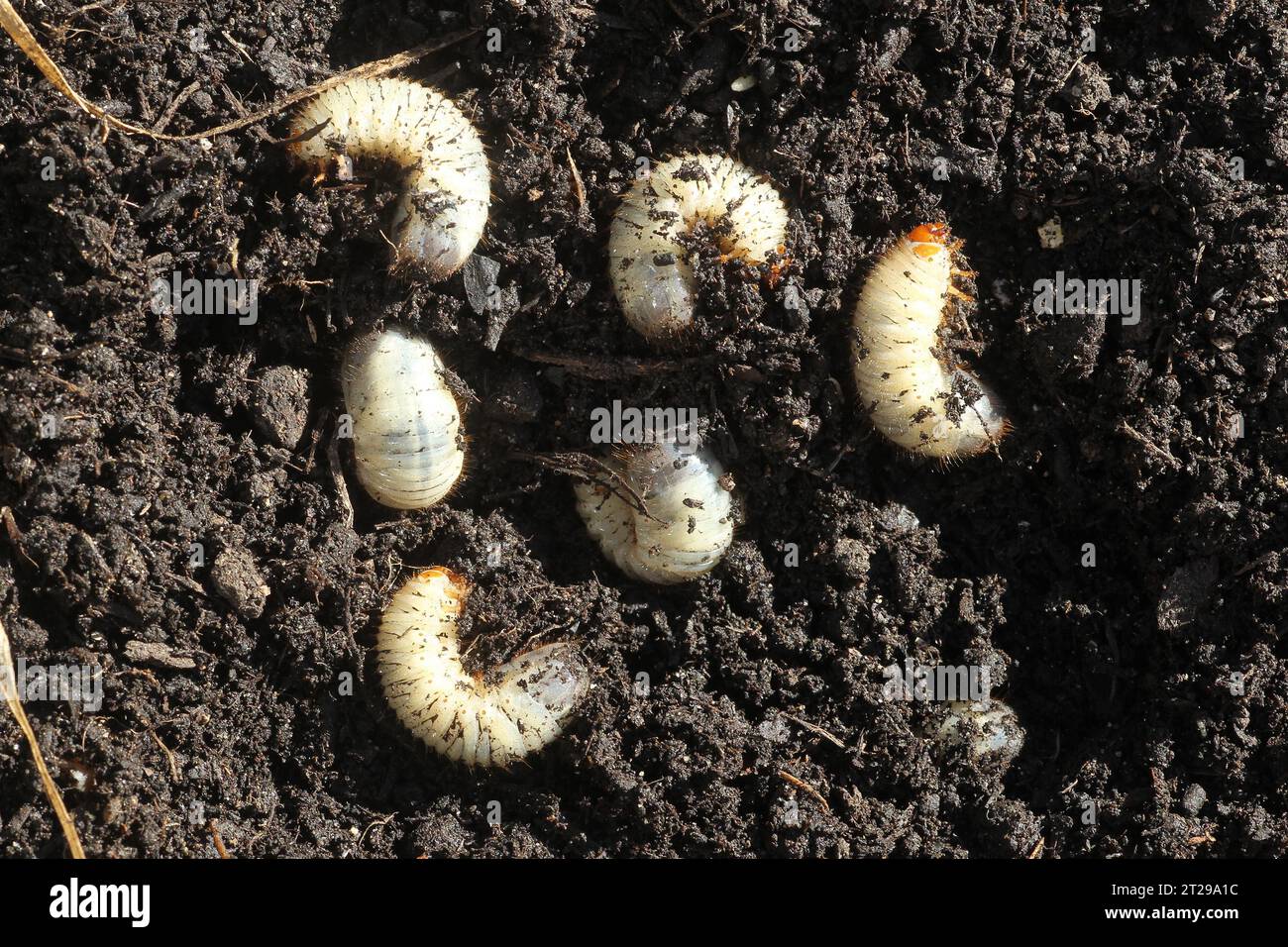 European june beetle (Amphimallon solstitiale) larvae grubs, Allgaeu ...