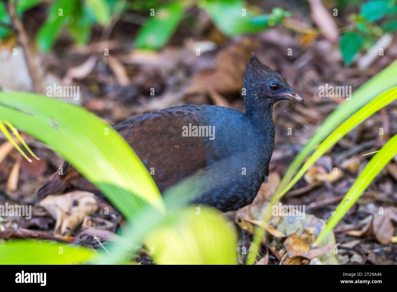 orange-footed scrubfowl (Megapodius reinwardt), also known as orange ...