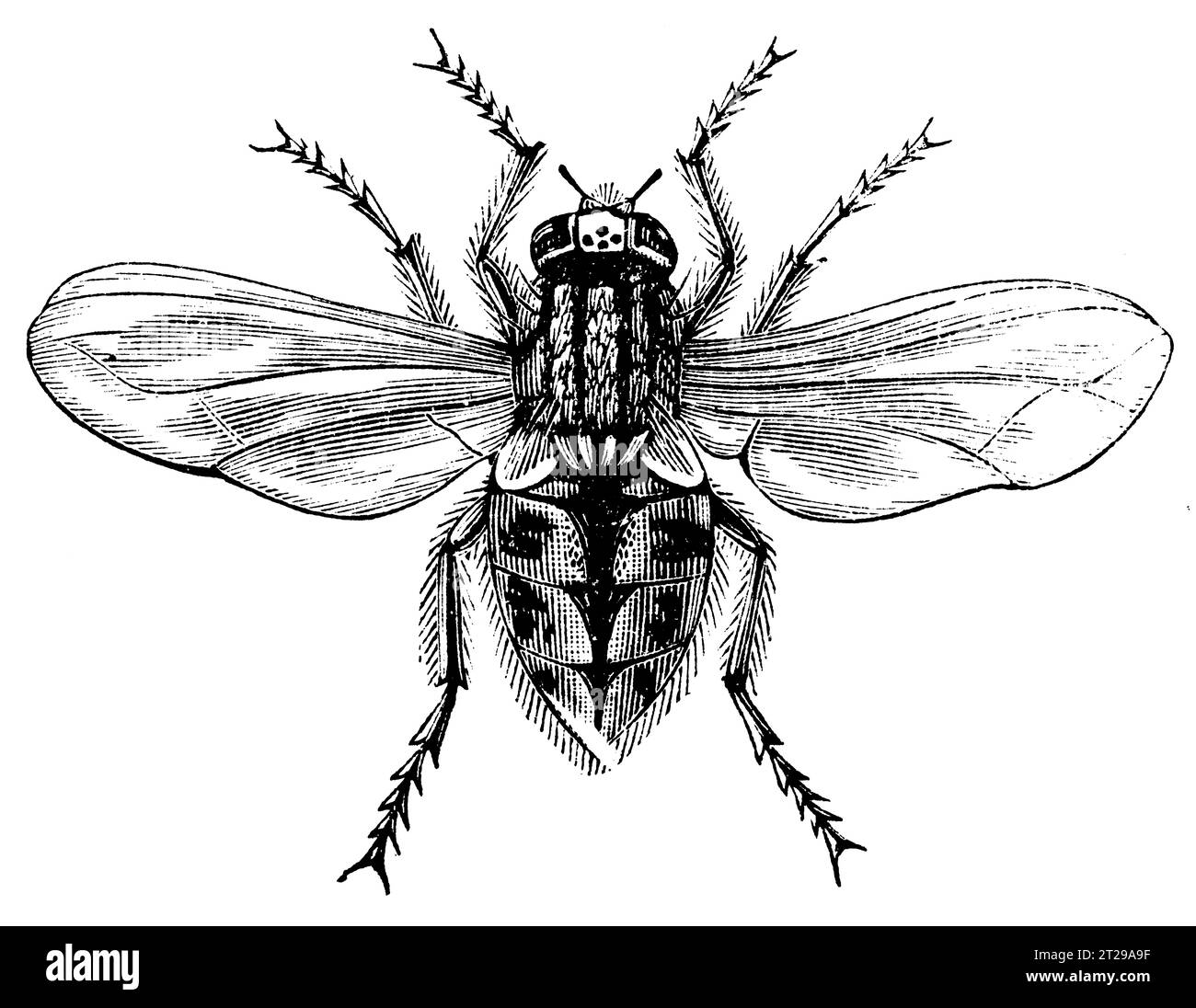 Old house restored in Black and White Stock Photos & Images - Alamy