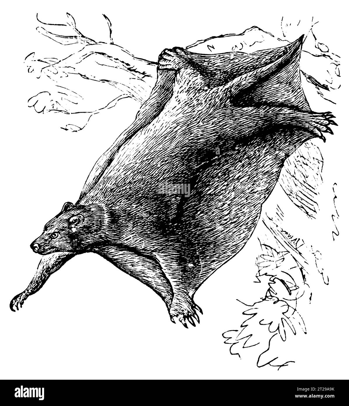 Colugo hi-res stock photography and images - Alamy