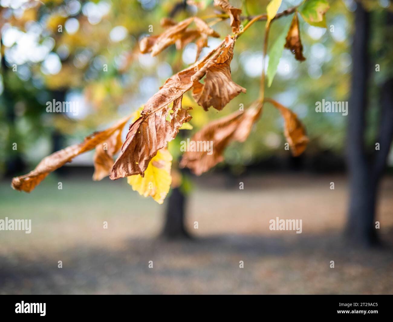 Autumn leaves from the chestnut tree, park at Goess Abbey, Leoben ...