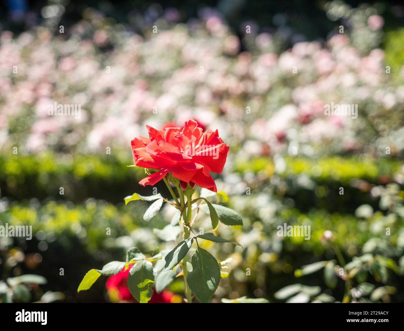 Rosa gardens of the world hi-res stock photography and images - Alamy