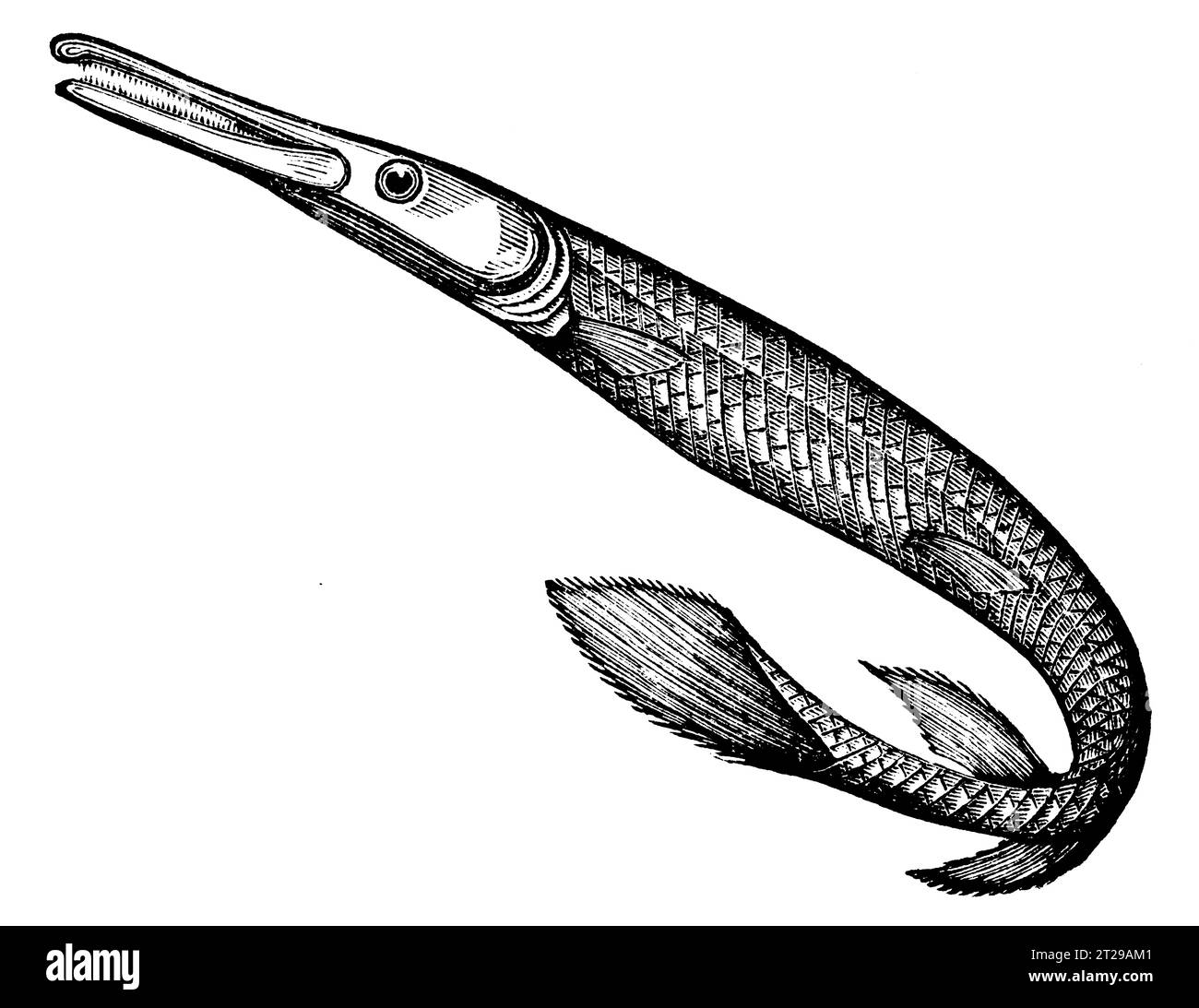 Victorian gar Cut Out Stock Images & Pictures - Alamy