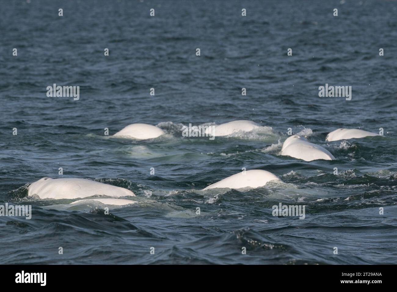 Group of belugas, beluga whales (Delphinapterus leucas), Kapp Wijk ...