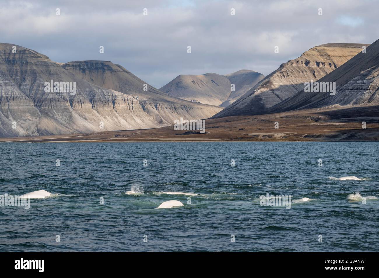 Group of belugas, beluga whales (Delphinapterus leucas), Kapp Wijk ...
