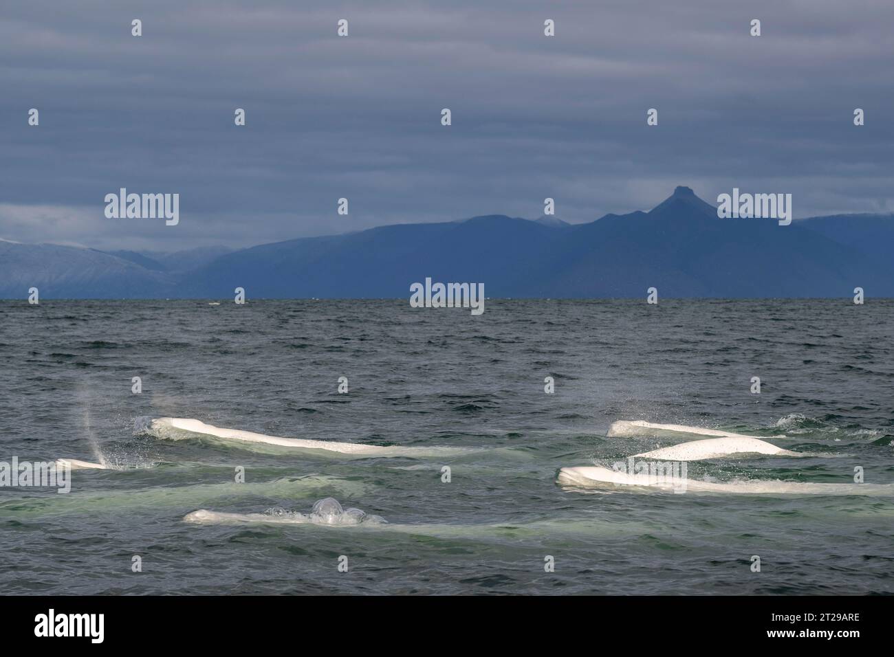 Group of belugas, beluga whales (Delphinapterus leucas), Kapp Wijk ...