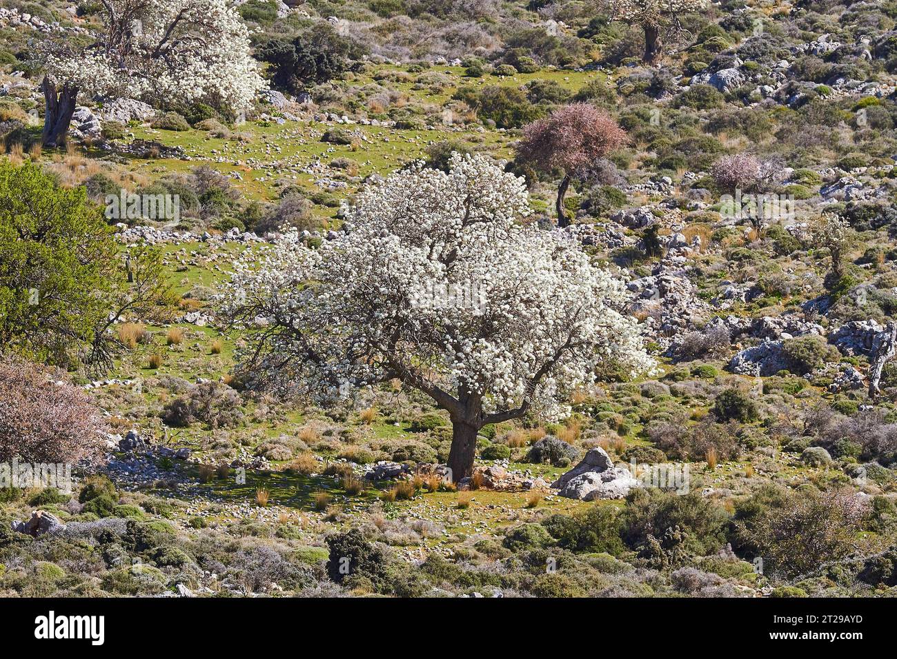 Flowering fruit trees, barren machia landscape, spring, green fringe ...