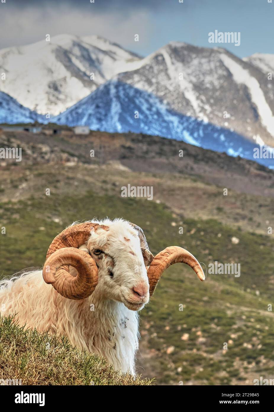 Half horn hi-res stock photography and images - Alamy