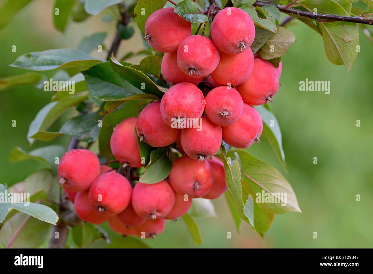 Ornamental apple tree (Malus Evereste), branch with small red apples ...