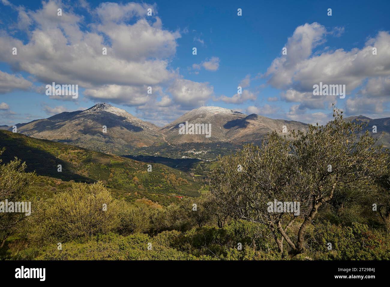 Olive tree, green slopes, winter, slightly snow-covered mountains, blue ...