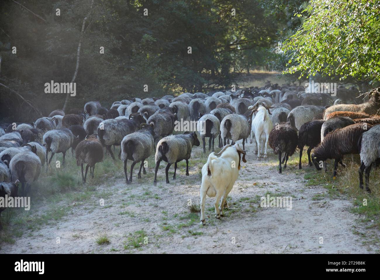 Heidschnucken and Boer goats, herd moving through the heath landscape ...