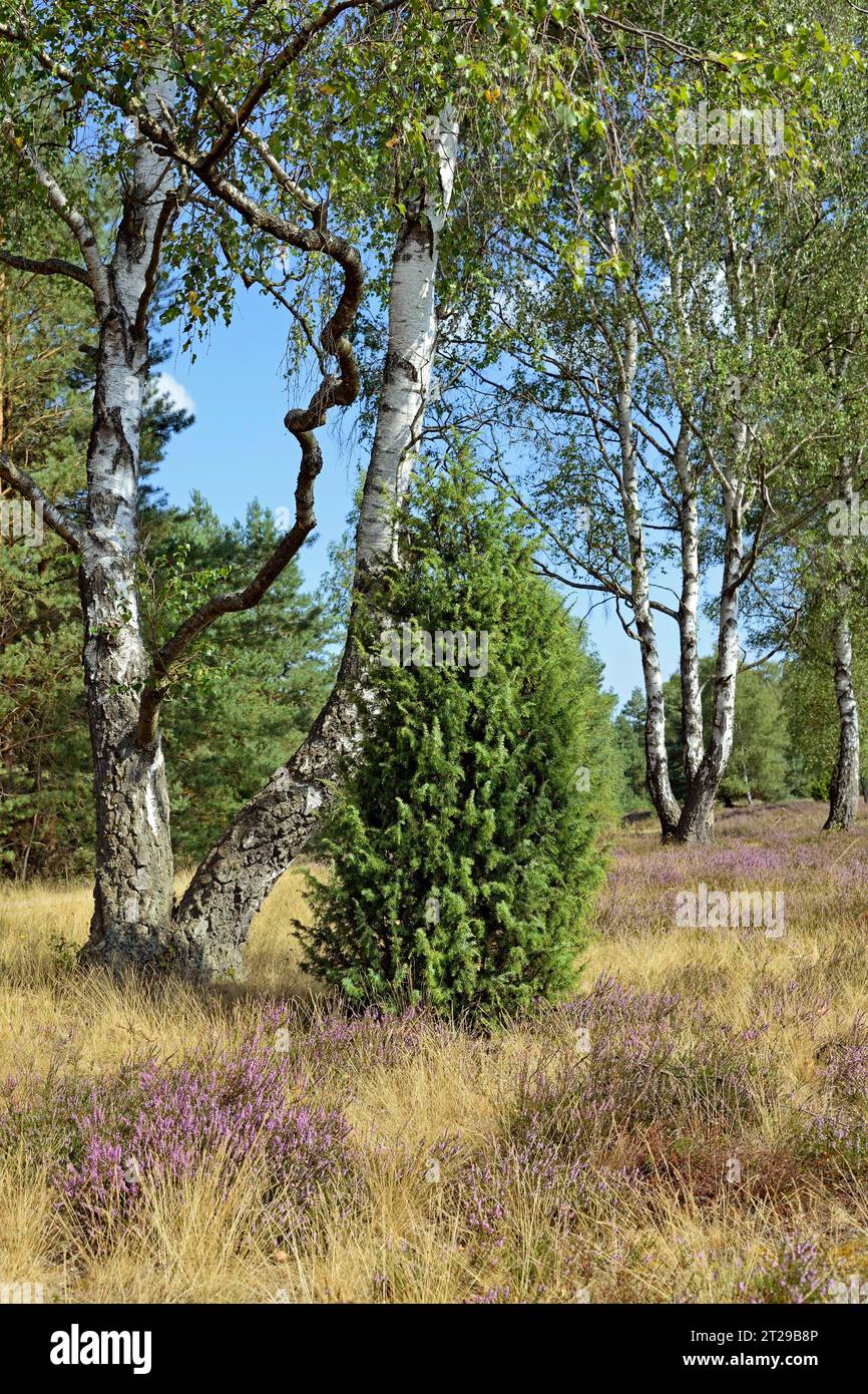 Heathland, typical vegetation, juniper (Juniperus communis) stands ...