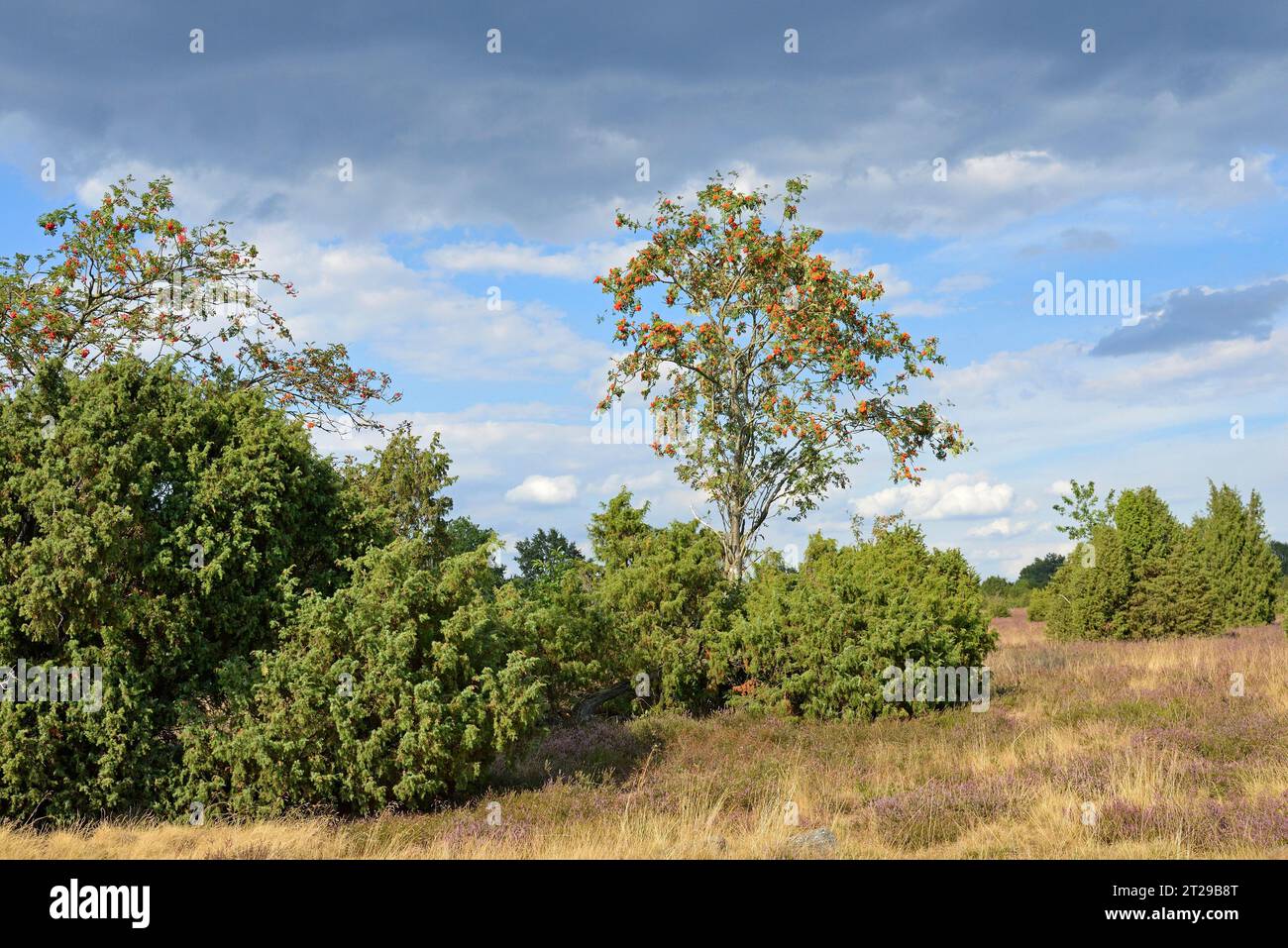 Heath landscape, typical vegetation, european rowan (Sorbus aucuparia ...