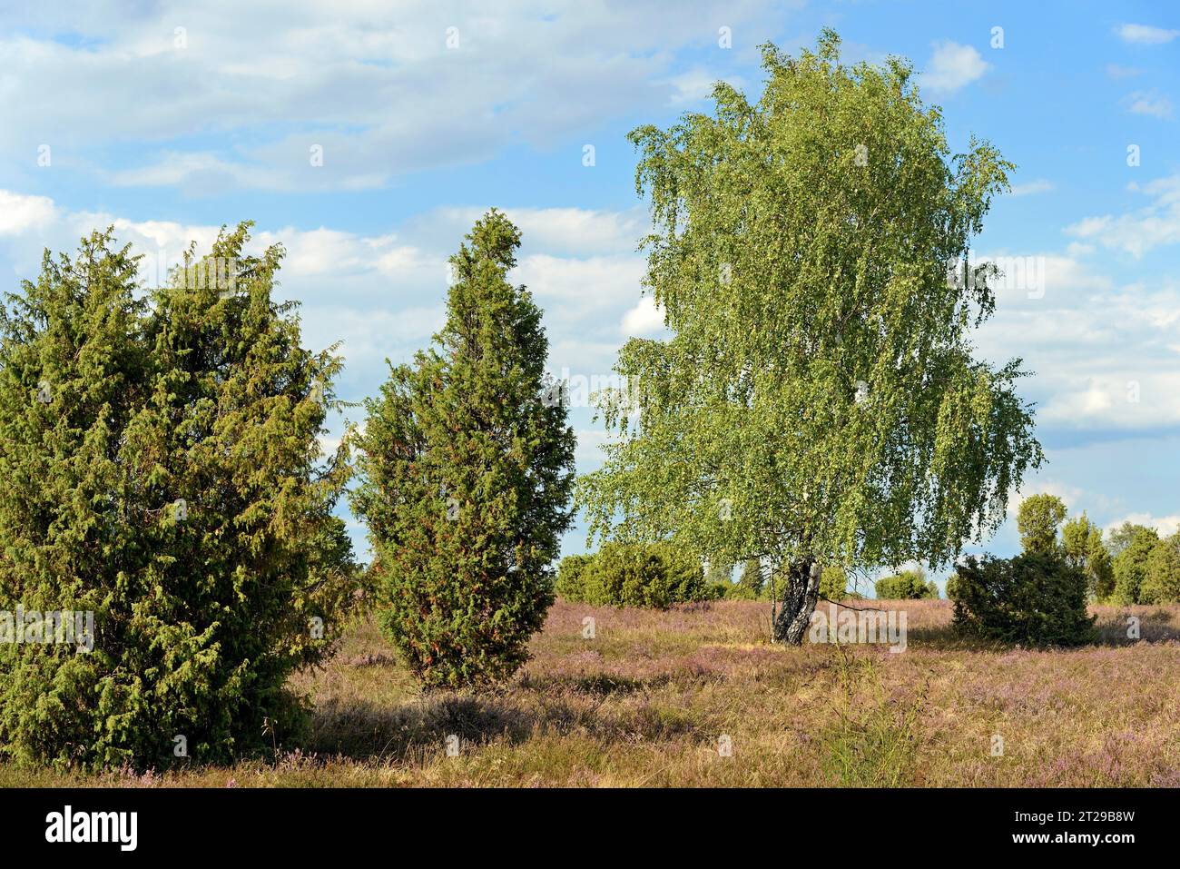 Heathland, typical vegetation, juniper (Juniperus communis), birch ...