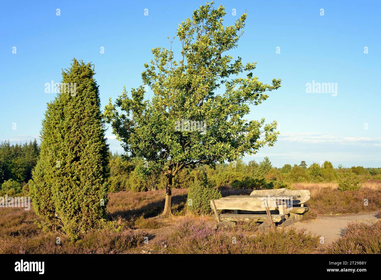 Heathland, Ellerndorf juniper heath, resting place under an oak tree ...