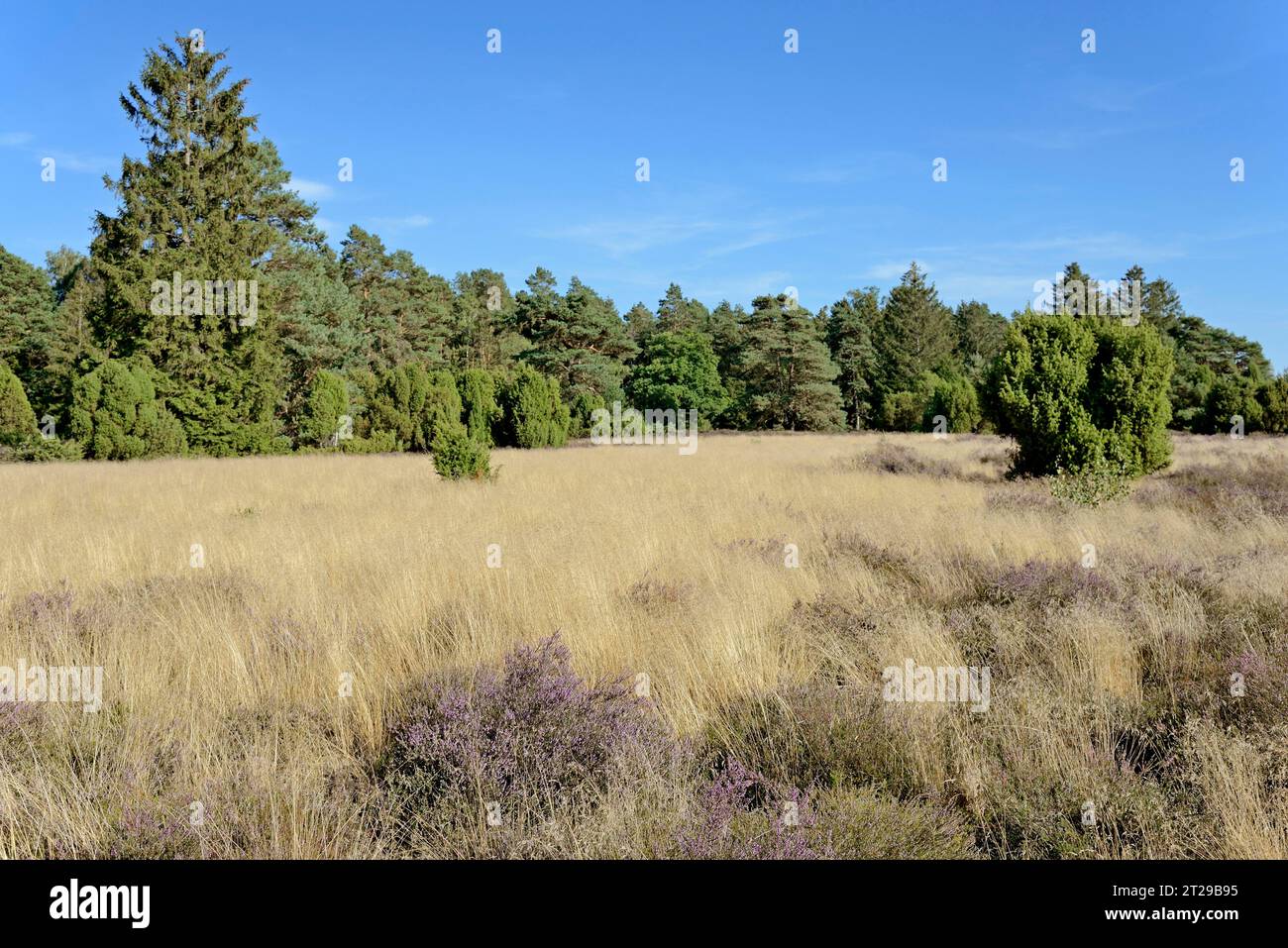 Heathland, typical vegetation, juniper (Juniperus communis), flowering ...