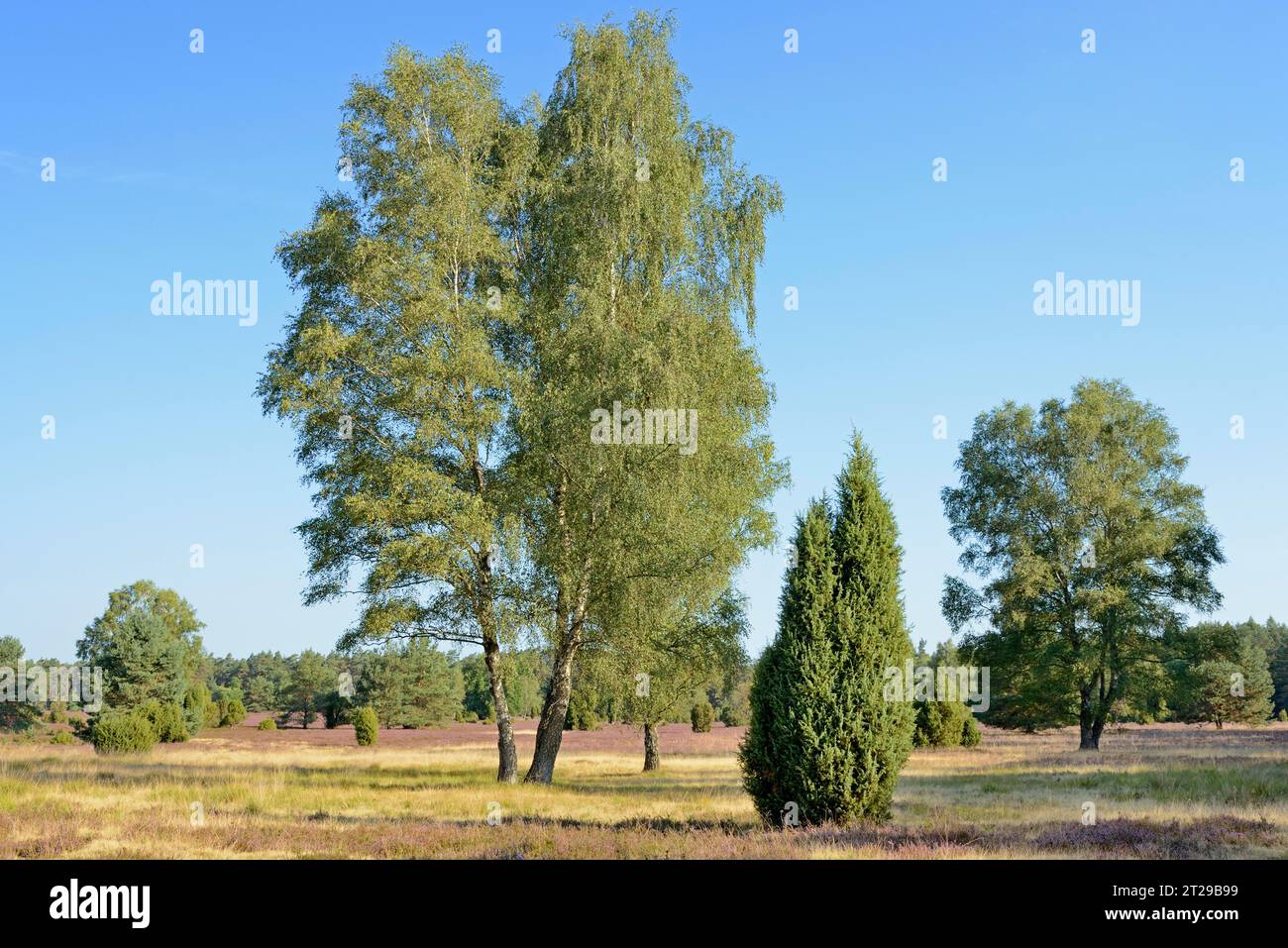 Heathland, typical vegetation, juniper (Juniperus communis), birch ...
