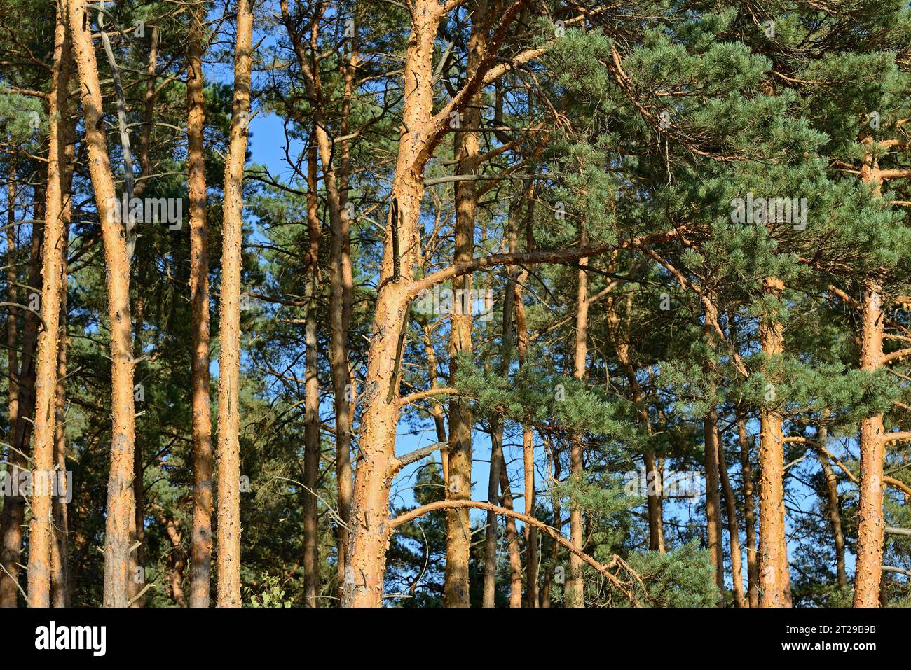 Conifers, pines (Pinus) with thin and scaly bark, Suedheide nature park ...