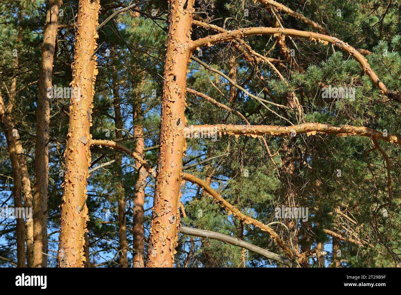 Conifers, pines (Pinus) with thin and scaly bark, Suedheide nature park ...