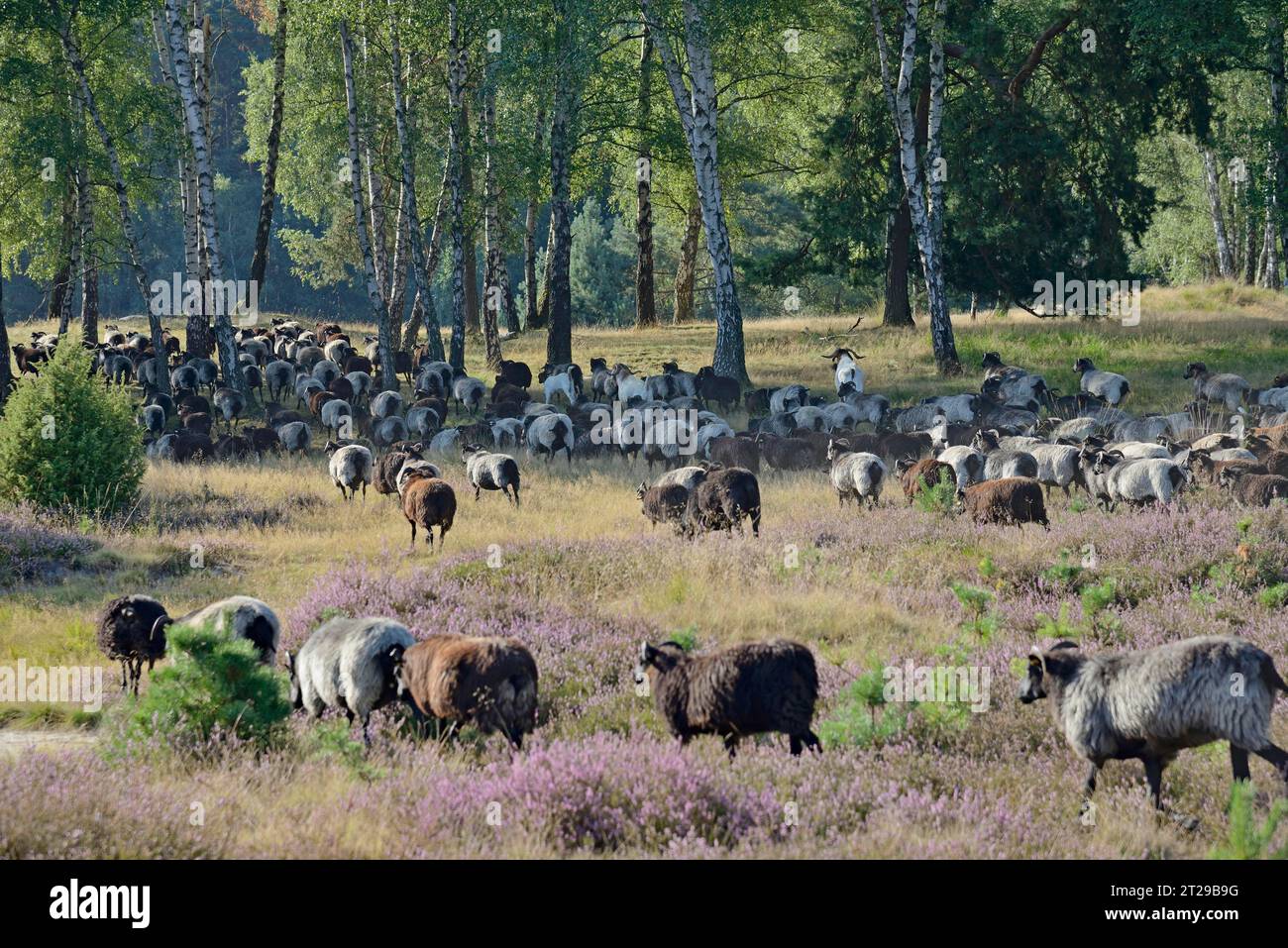 Heidschnucken and Boer goats, herd moving through the heath landscape ...