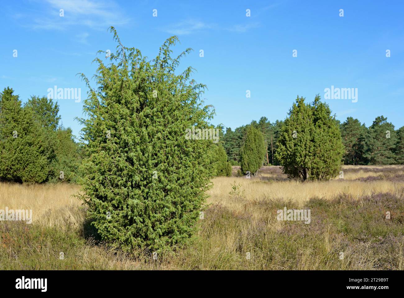 Heathland, typical vegetation, juniper (Juniperus communis), flowering ...
