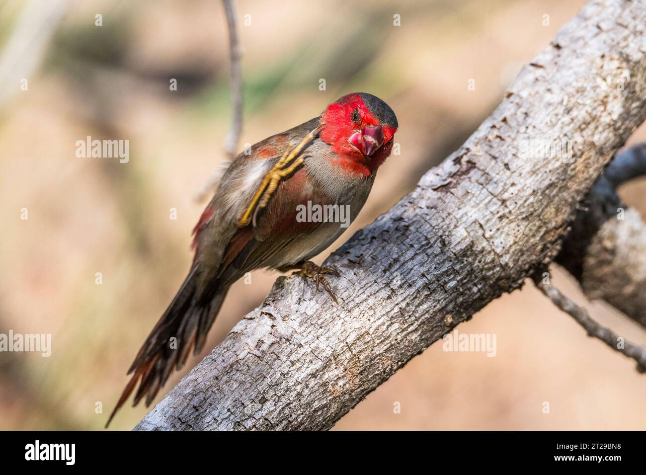 Crimson finch (Neochmia phaeton) is a species of bird in the family ...