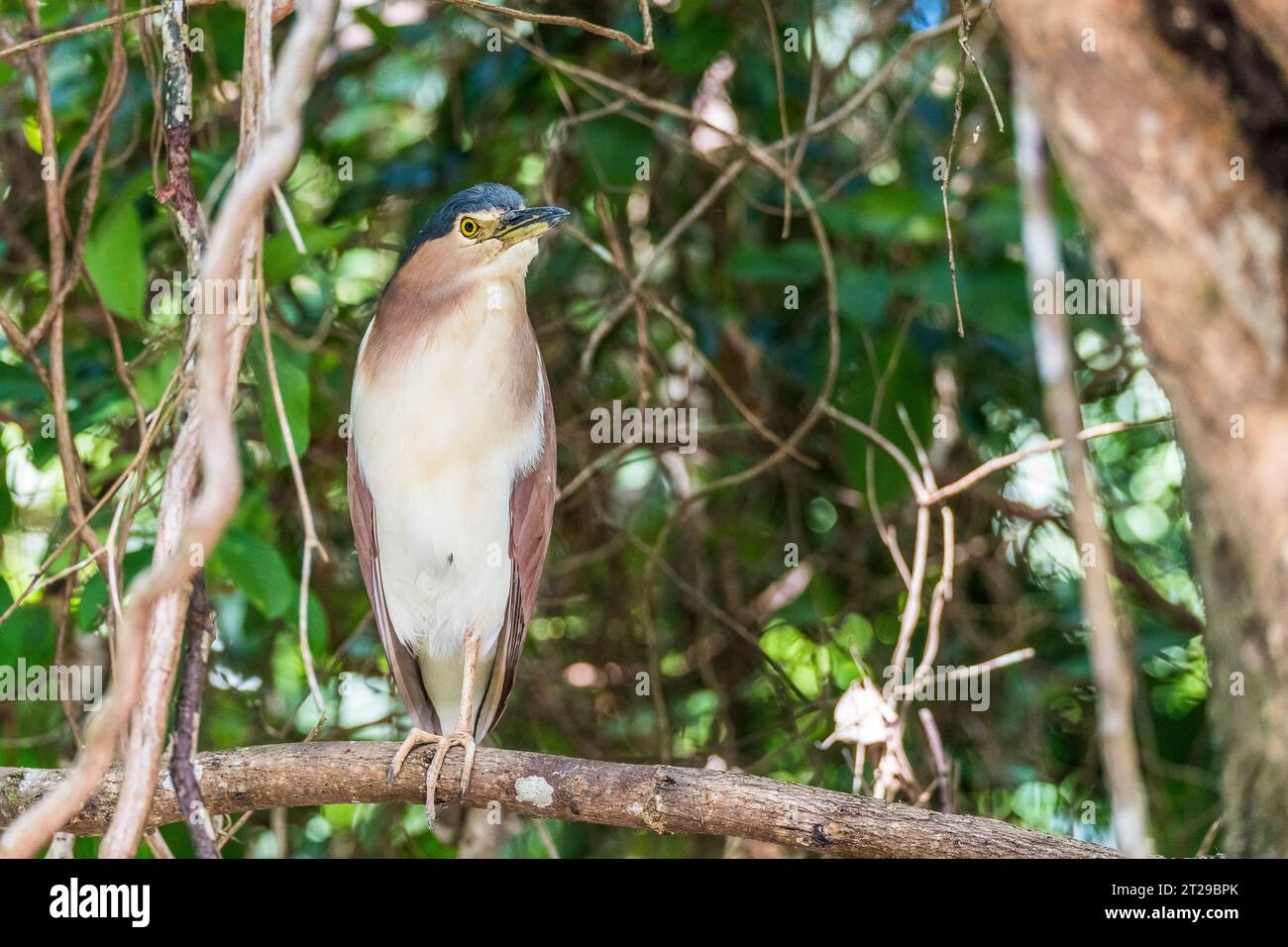 nankeen night heron (Nycticorax caledonicus) is a heron Stock Photo - Alamy