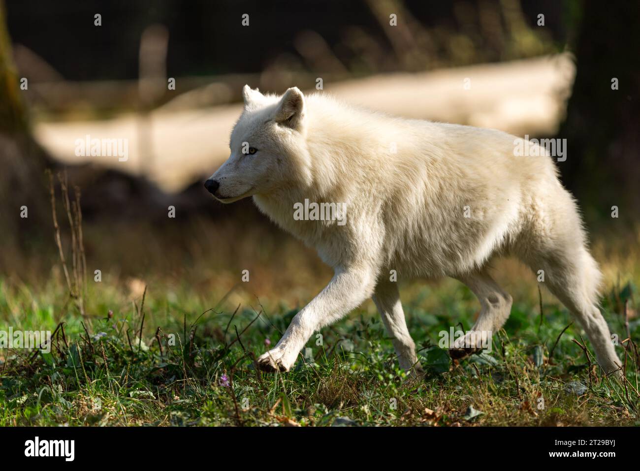Wolf runs hi-res stock photography and images - Alamy