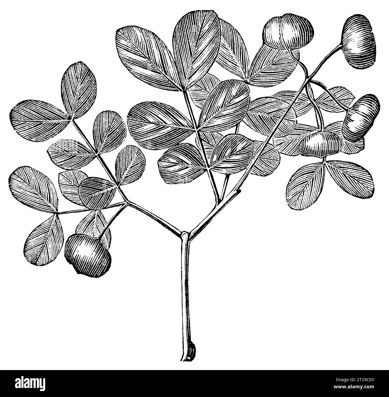 Guaiacwood Cut Out Stock Images & Pictures - Alamy