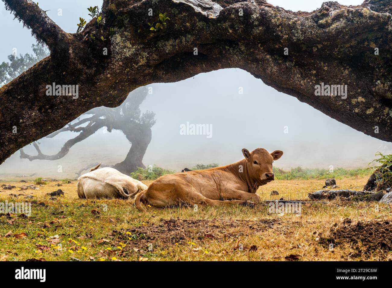 Fanal forest with fog in Madeira, a cow and a calf under a tree, laurel ...