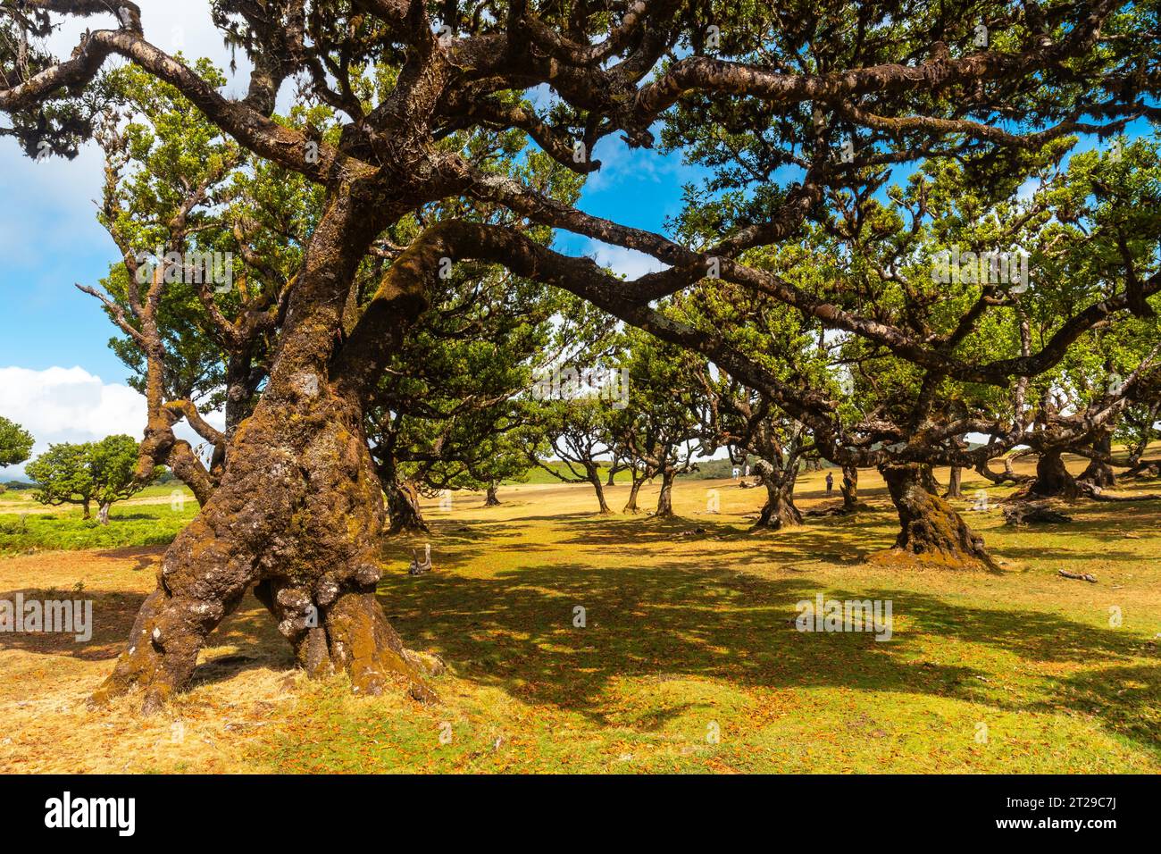 Fanal forest Madeira, ancient laurel trees, landscape view of the trees ...