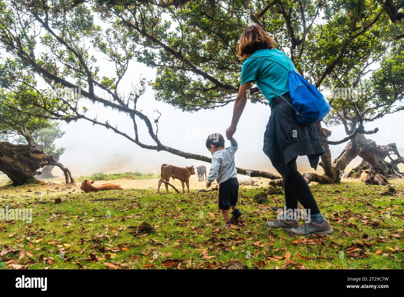 Fanal forest with fog in Madeira, thousand-year-old laurel trees, a mother with her son Stock ...
