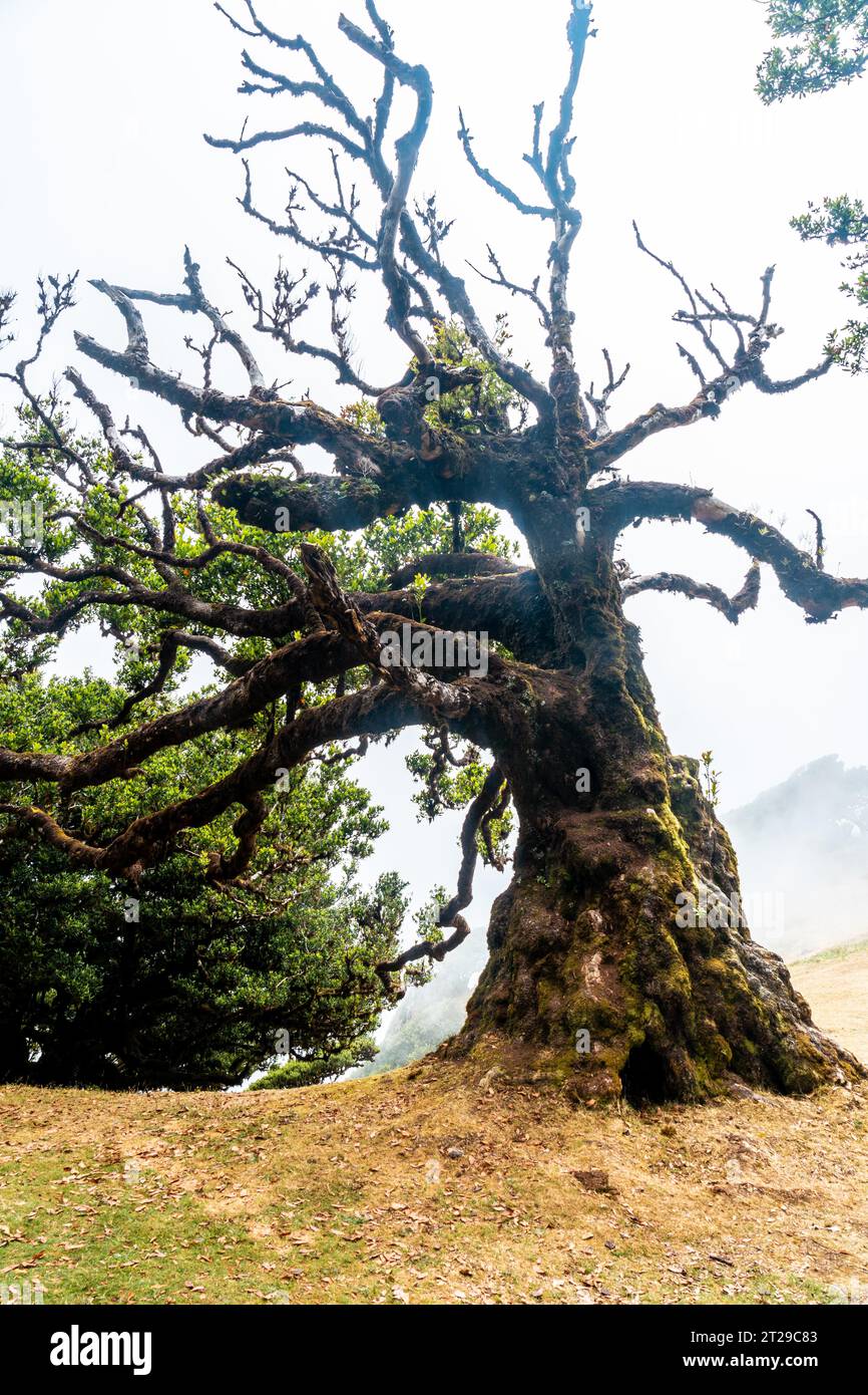 Fanal forest in Madeira, ancient laurel trees, vertical photo Stock ...