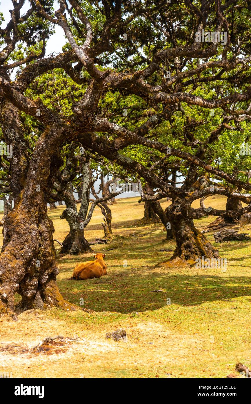 Fanal forest in Madeira, a baby laurel tree in summer and its beautiful ...