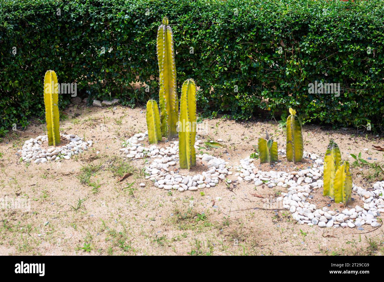Green growing cacti on the sand near a decorative wall of green ...