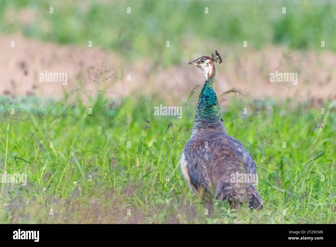 Indian peafowl (Pavo cristatus), also known as the common peafowl, and ...