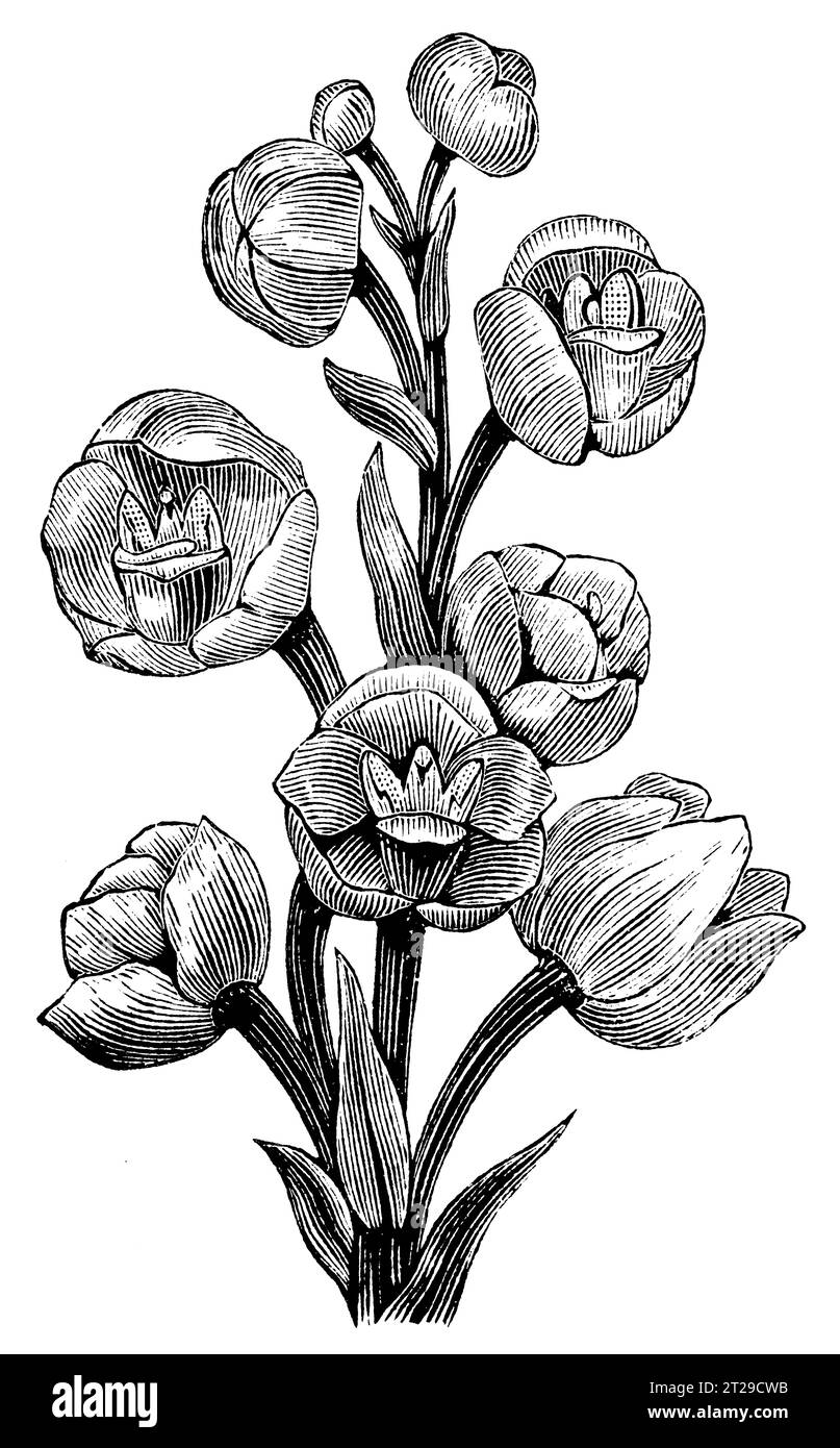 Peristeria orchid Cut Out Stock Images & Pictures - Alamy