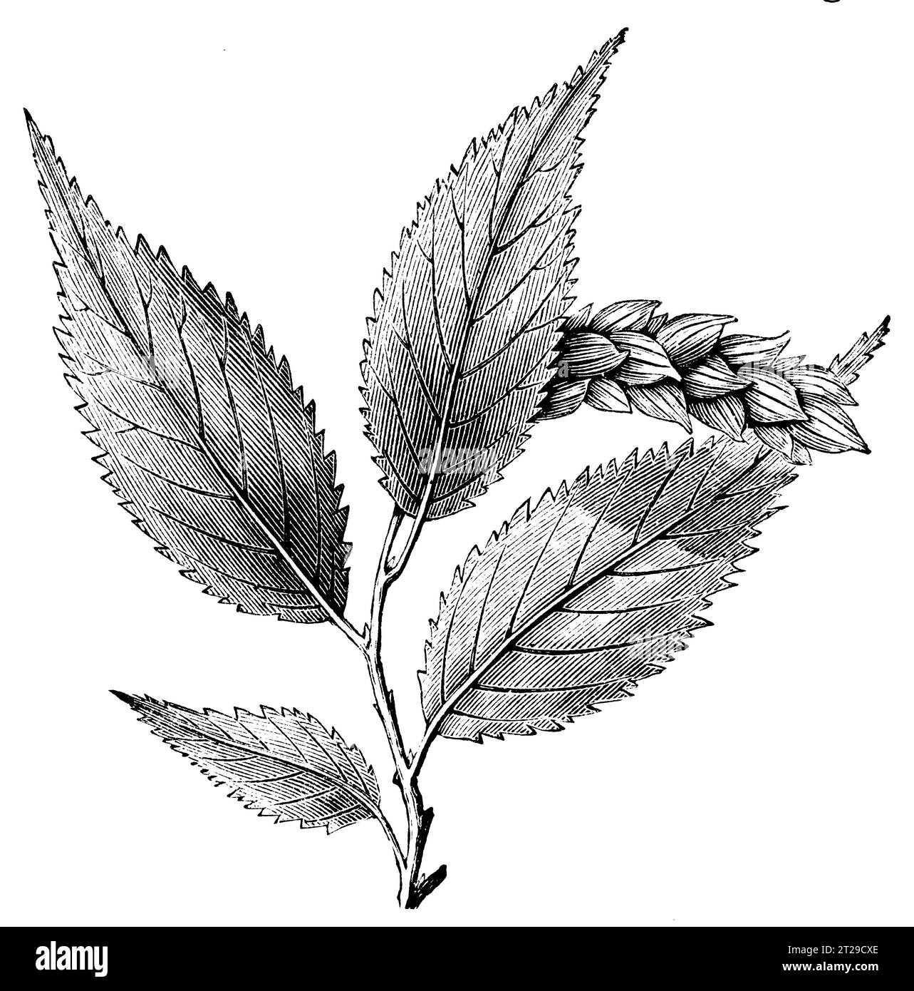 Ostrya virginiana, digitally restored from "The Condensed American ...