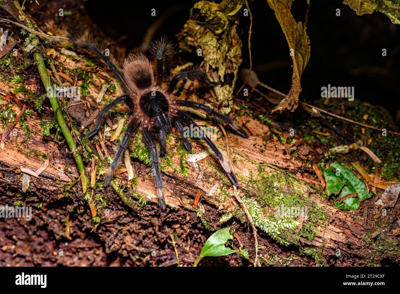 Tarantula from the genus Sericopelma (S. cf. augustum) photographed at ...