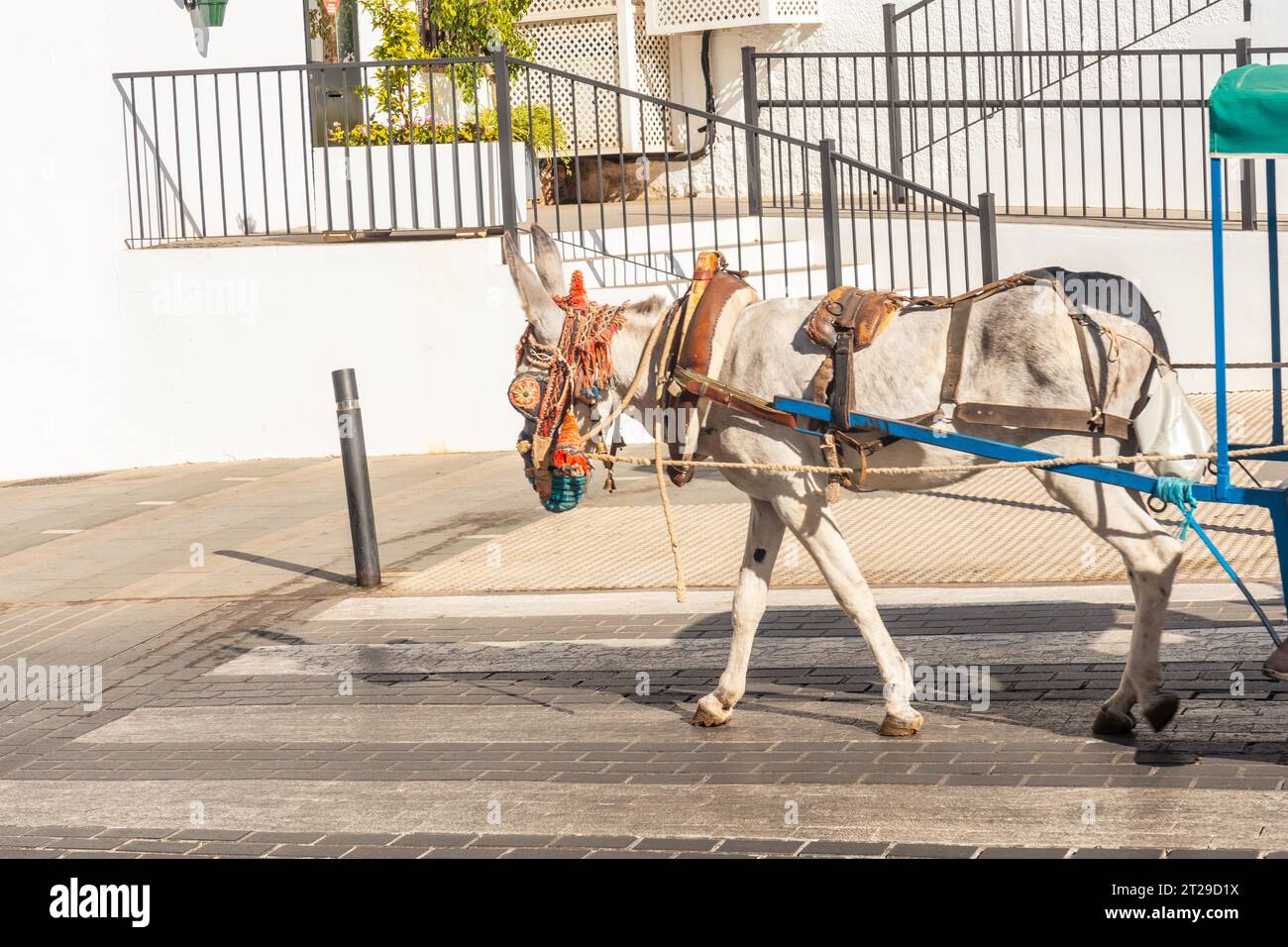 Donkey carriage in the municipality of Mijas in Malaga. Andalusia Stock ...