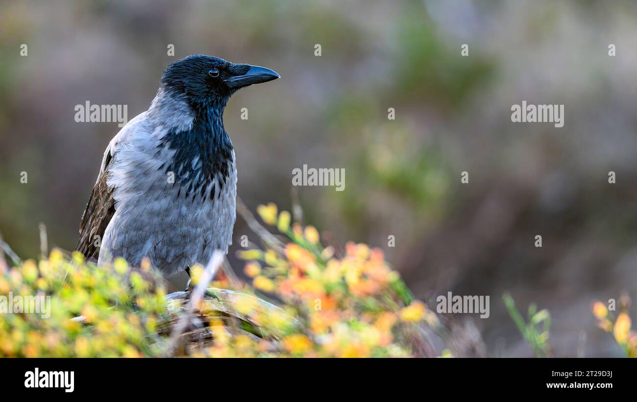 Crow corvus cornix norway hi-res stock photography and images - Alamy