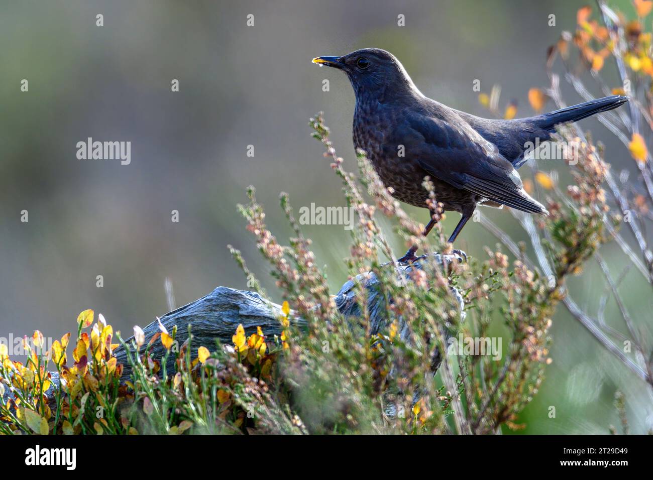 Female common blackbird (Turdus merula) from Marnadal, southern Norway ...