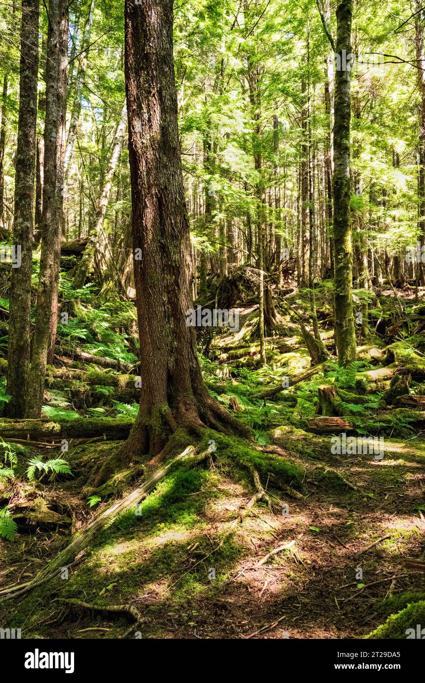 Southeast Alaska old growth rainforest views seen on the Rainbird Trail ...