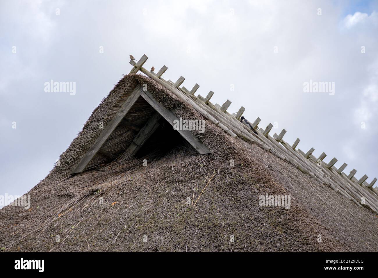 Reed roof on blue sky and tree background Stock Photo - Alamy
