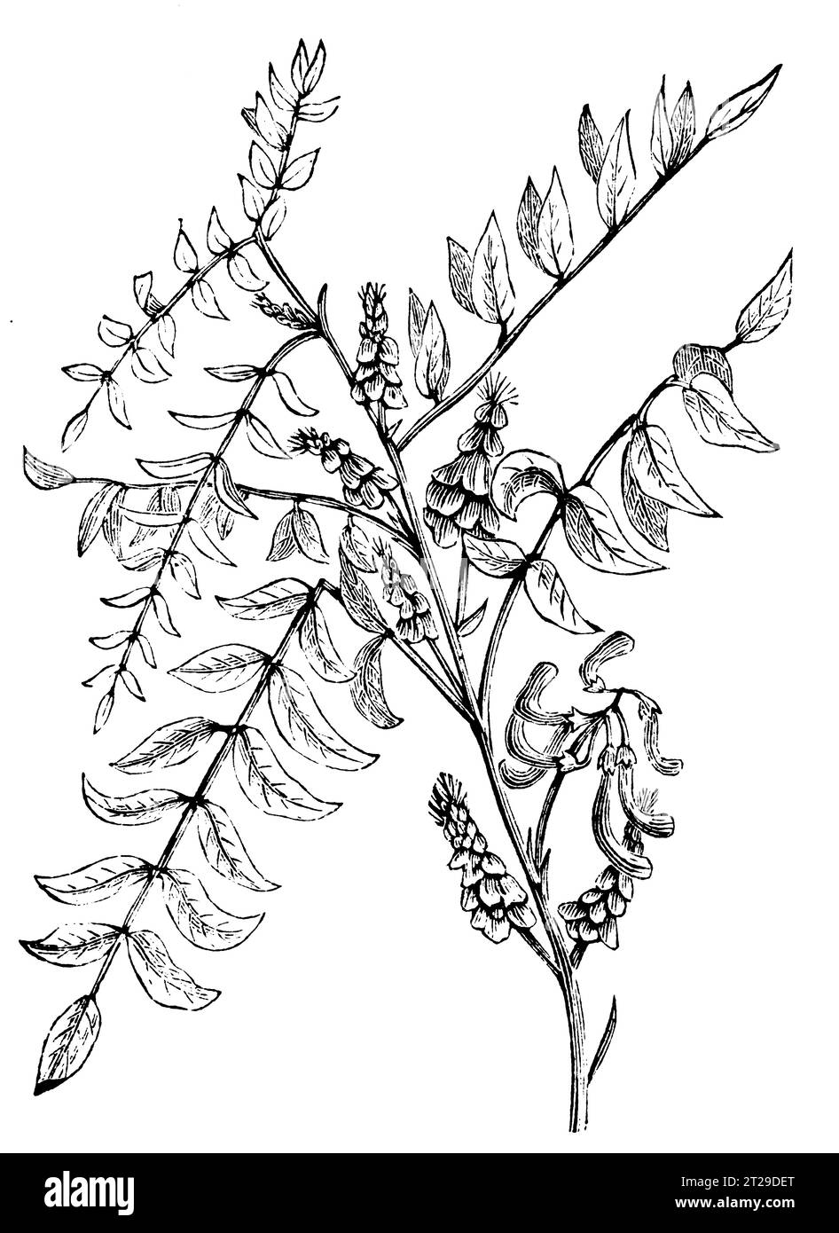 Indigo Plant Drawing Easy With Pencil