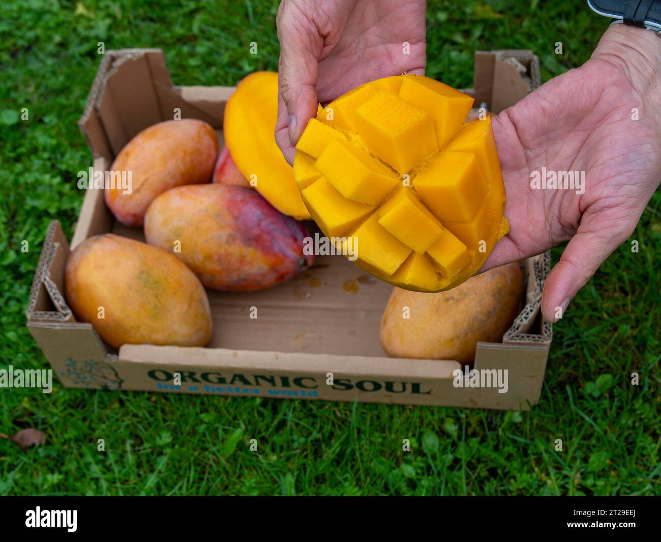 Hands holding sliced organic mango with yellow pulp over a fruit box in ...