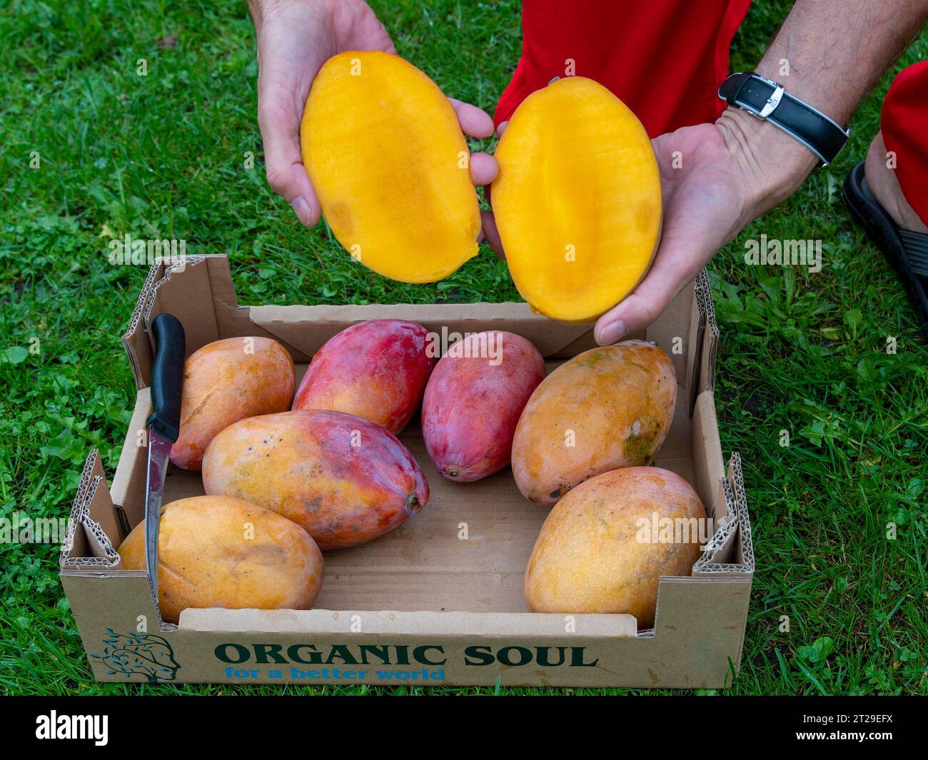 Fruit box mango hi-res stock photography and images - Alamy