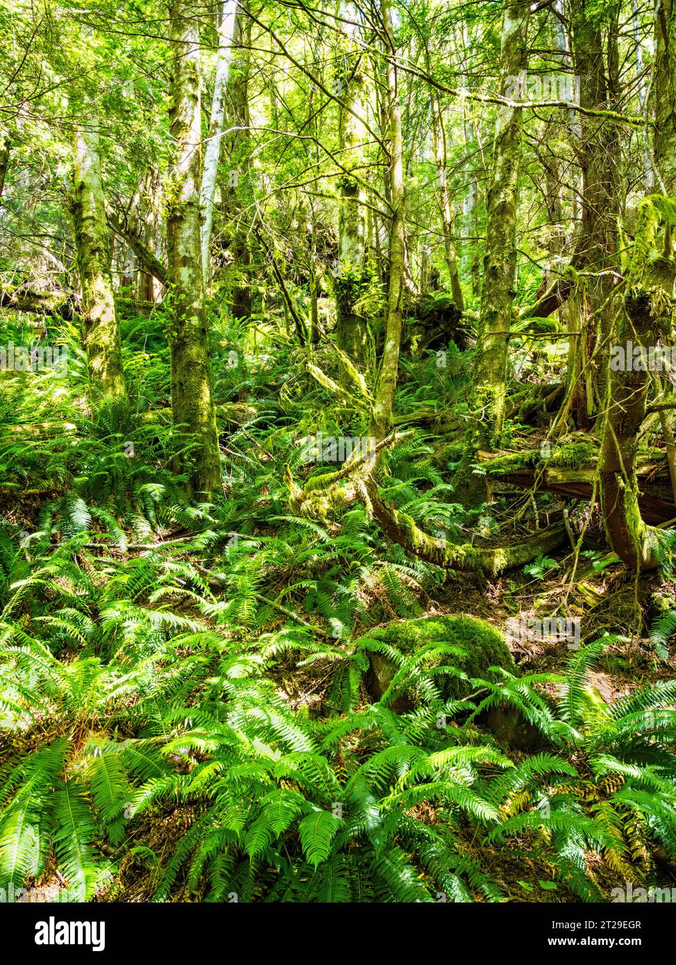 Southeast Alaska old growth rainforest views seen on the Rainbird Trail ...