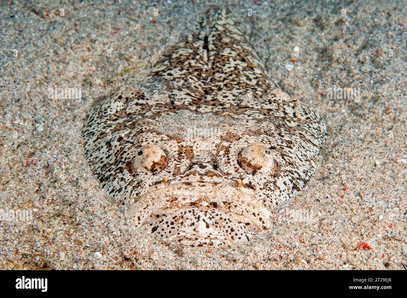 Marbled Stargazer (Uranoscopus bicinctus) with large eyes lurks well ...